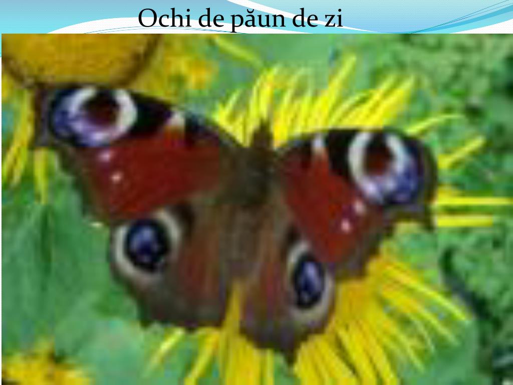 PPT - Lepidoptere Fluturele alb al verzei ( Albilita ) PowerPoint ...