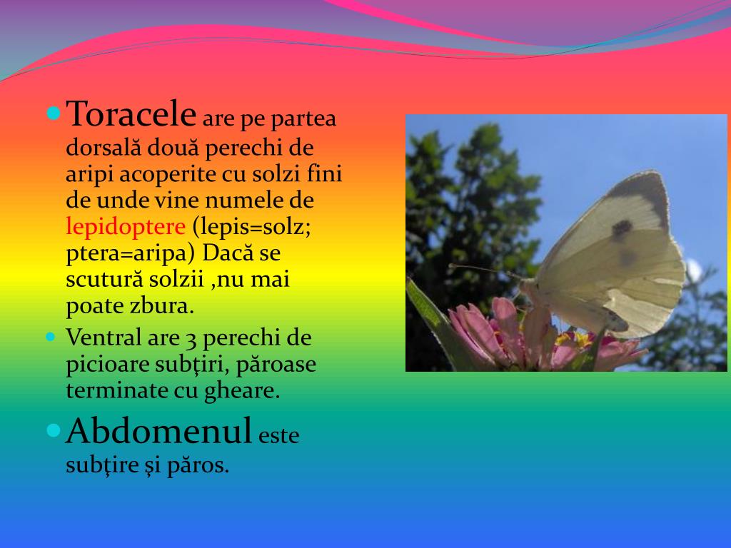 PPT - Lepidoptere Fluturele alb al verzei ( Albilita ) PowerPoint ...