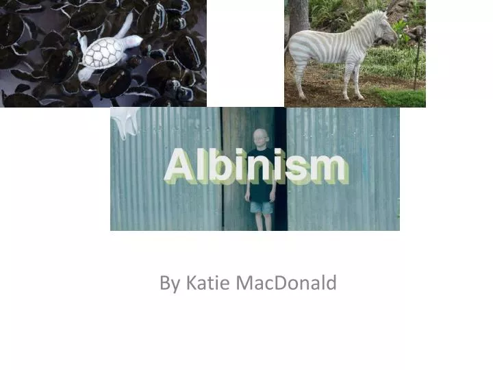 PPT - Albinism PowerPoint Presentation, free download - ID:2874632