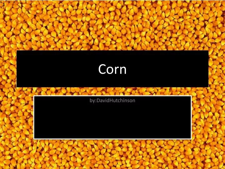 PPT - Corn PowerPoint Presentation, free download - ID:2874854