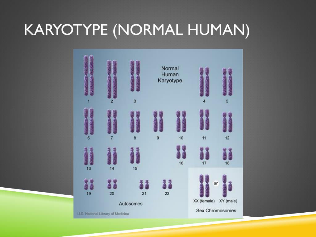 PPT - CH. 13.2 Sexual Reproduction and meiosis PowerPoint Presentation ...