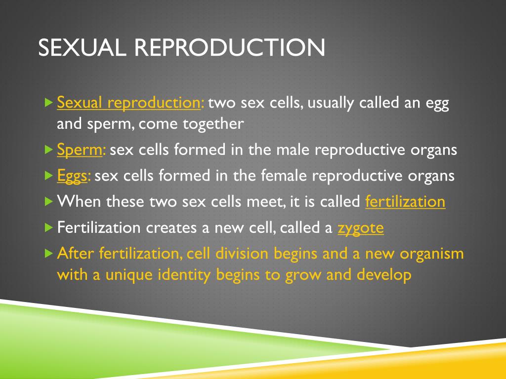 PPT - CH. 13.2 Sexual Reproduction and meiosis PowerPoint Presentation ...