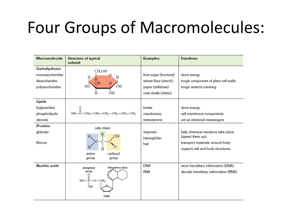 Ppt Four Groups Of Macromolecules Powerpoint Presentation Free