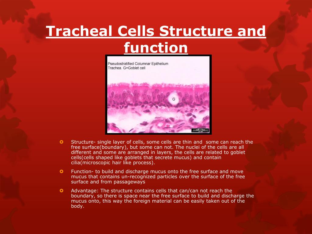 PPT - Created by Tom Brown, Maddalyn Erato, Mike McGowan, Ariel ...