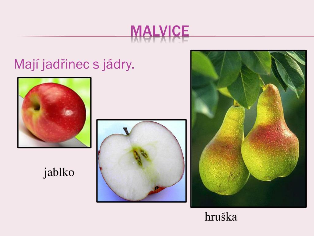 PPT - NÁZEV: Ovoce ANOTACE A MOŽNOSTI VYUŽITÍ: Prezentace- třídění ...