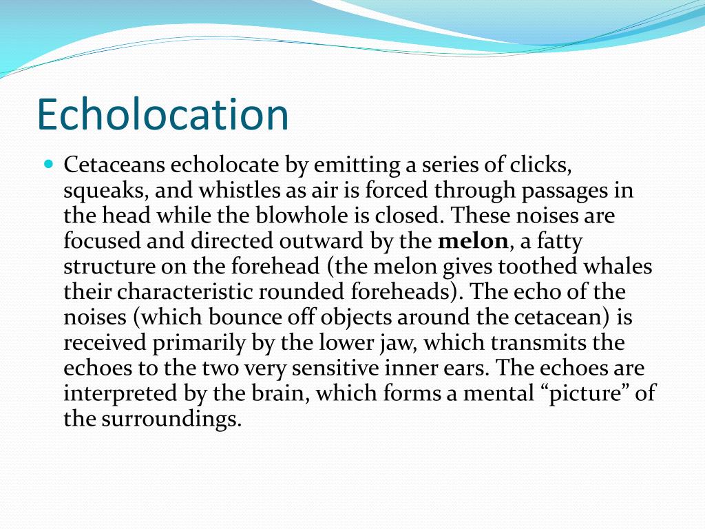 PPT - Marine Reptiles, Birds and Mammals PowerPoint Presentation, free ...