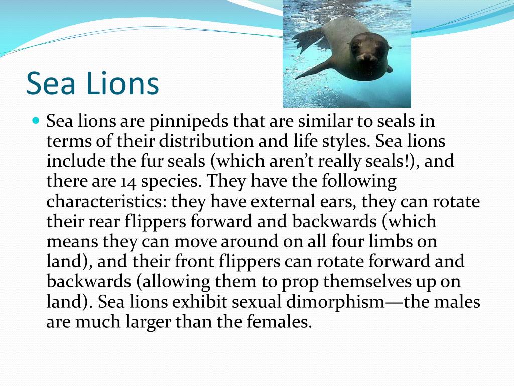 PPT - Marine Reptiles, Birds and Mammals PowerPoint Presentation, free ...
