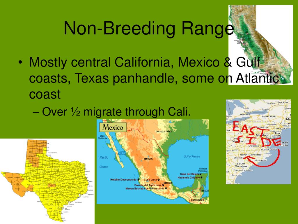 PPT - Conservation of the Northern Pintail PowerPoint Presentation ...