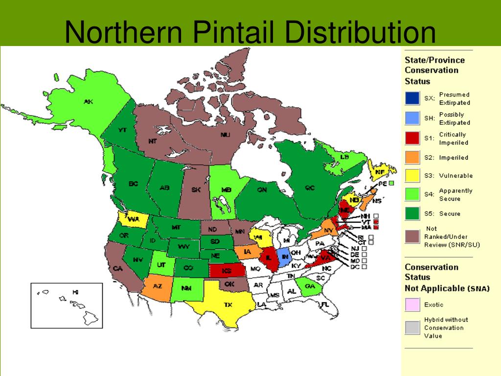 PPT - Conservation of the Northern Pintail PowerPoint Presentation ...