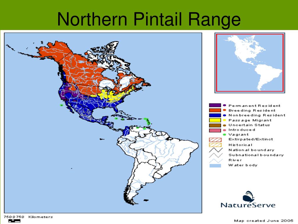 PPT - Conservation of the Northern Pintail PowerPoint Presentation ...