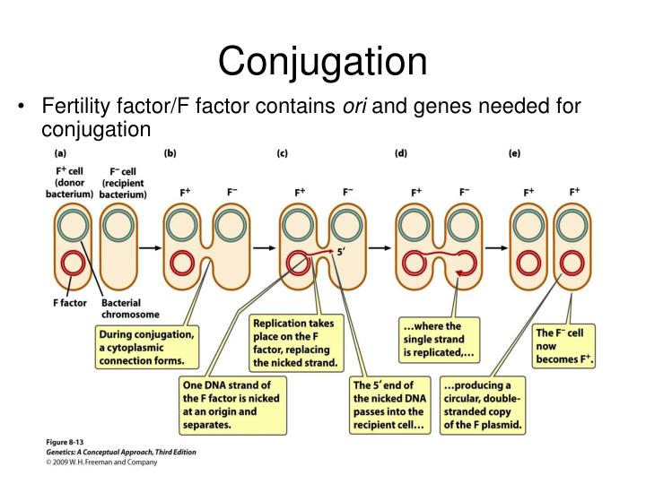 PPT - Chapter 8 – Bacterial and Viral Genetic Systems PowerPoint ...