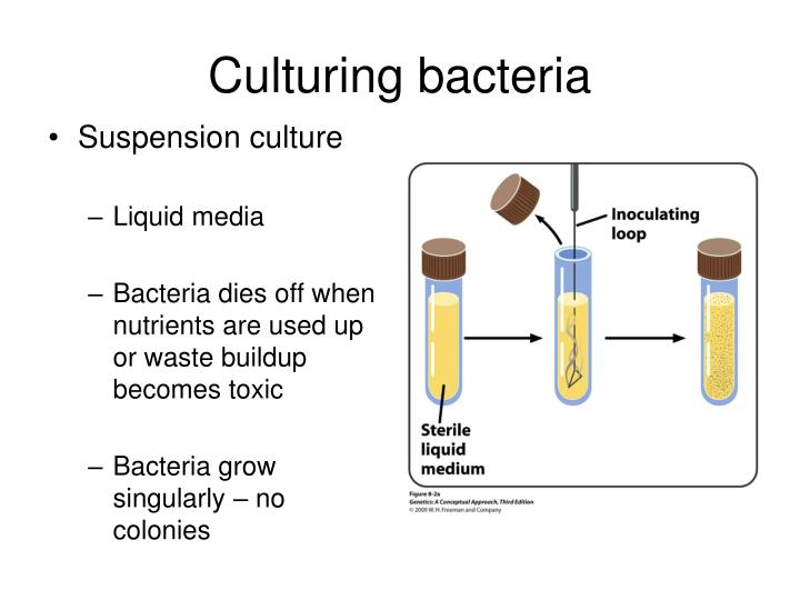 PPT - Chapter 8 – Bacterial and Viral Genetic Systems PowerPoint ...
