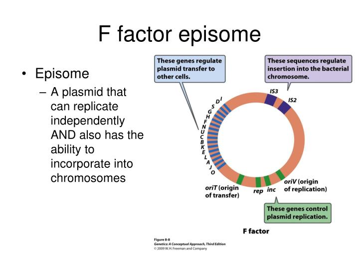 PPT - Chapter 8 – Bacterial and Viral Genetic Systems PowerPoint ...