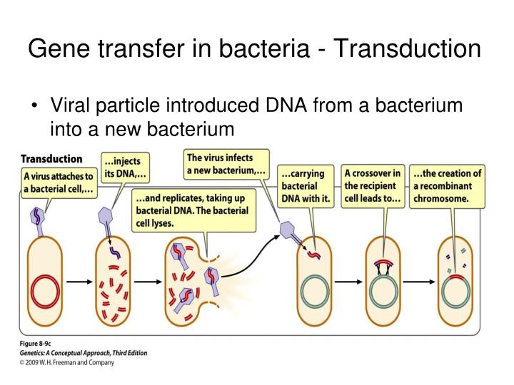 PPT - Chapter 8 – Bacterial and Viral Genetic Systems PowerPoint ...