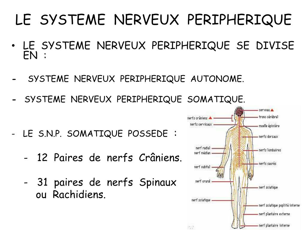 PPT - LES CONNAISSANCES FONDAMENTALES PowerPoint Presentation, free ...