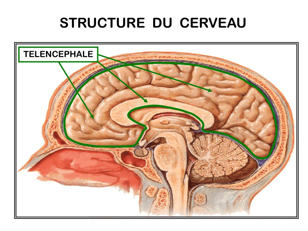 PPT - LES CONNAISSANCES FONDAMENTALES PowerPoint Presentation, free ...