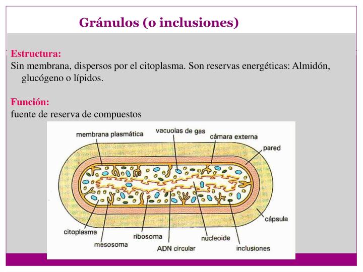 PPT - LOS MICROORGANISMOS PowerPoint Presentation - ID:2888813