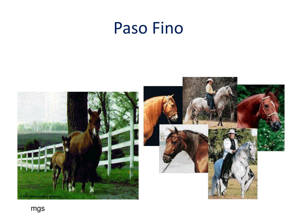 PPT - ORGANIZACION NACIONAL FFA PowerPoint Presentation, free download ...