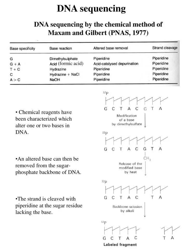 PPT - DNA sequencing by the chemical method of Maxam and Gilbert (PNAS ...