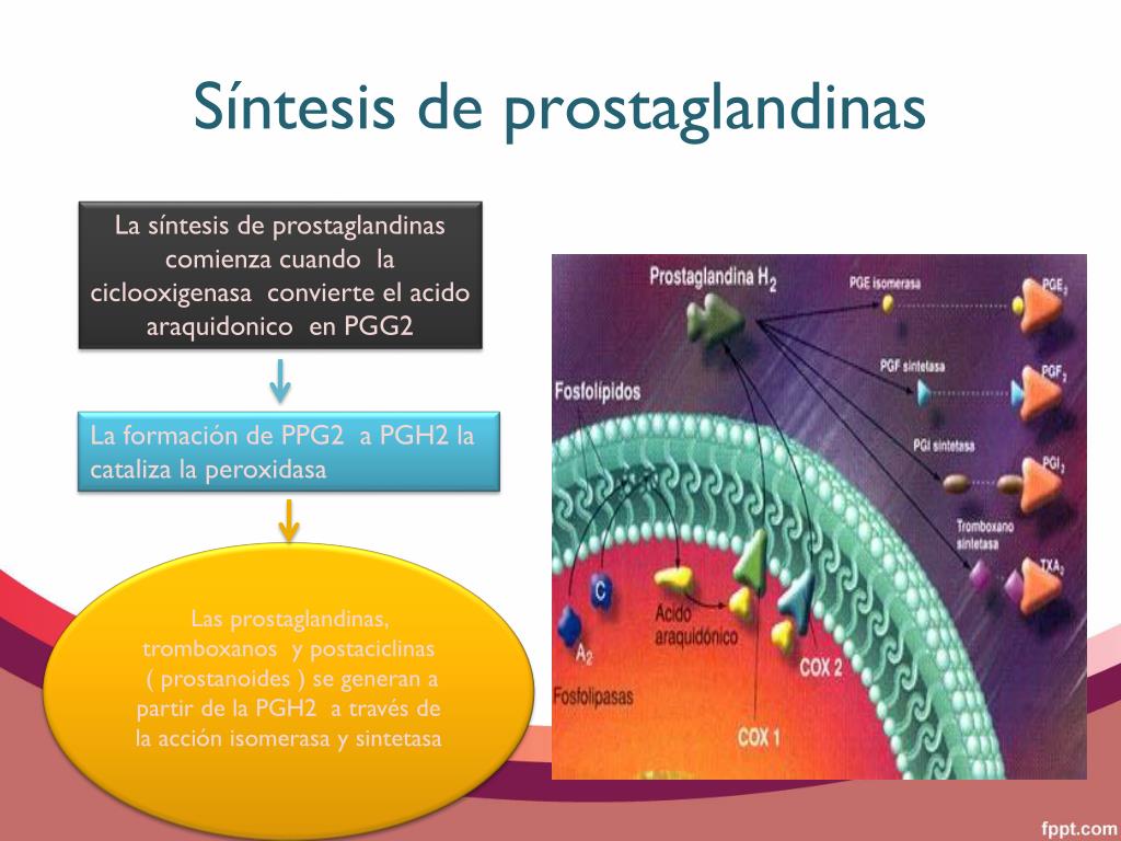 PPT - OXITOCINA, CARBETOCINA Y PROSTAGLANDINAS PowerPoint Presentation ...