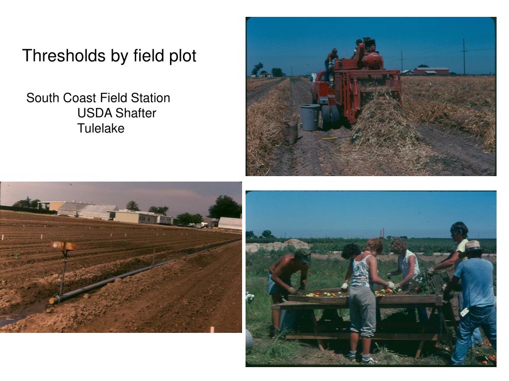 PPT - Nematode Thresholds and Damage Levels for California Crops ...