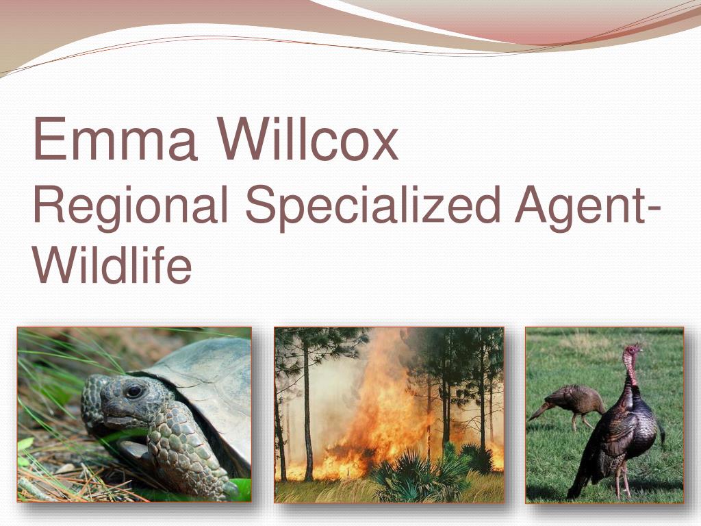 PPT - Emma Willcox Regional Specialized Agent- Wildlife PowerPoint ...
