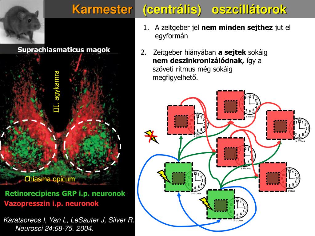 PPT - „Jó hatással vagy a bioritmusomra” (?) PowerPoint Presentation ...