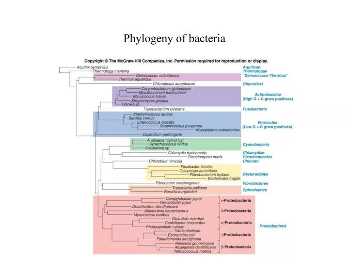 PPT - Phylogeny of bacteria PowerPoint Presentation, free download - ID ...