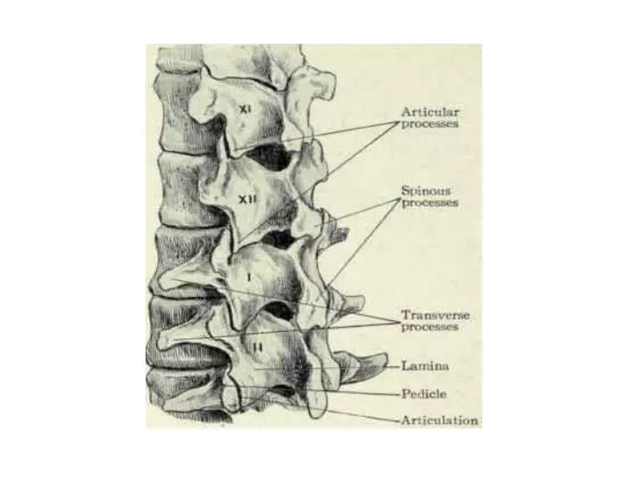 PPT - Articulation PowerPoint Presentation, free download - ID:2909981