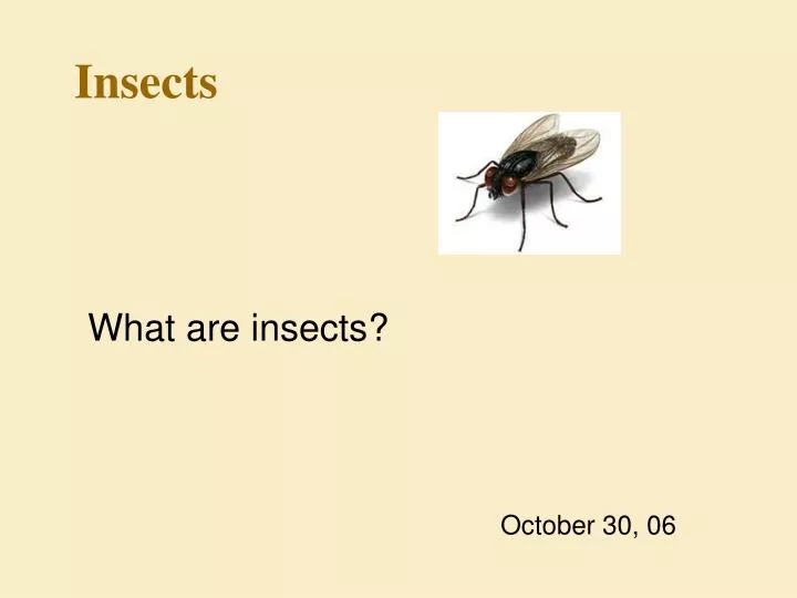 PPT - Insects PowerPoint Presentation, free download - ID:2910205
