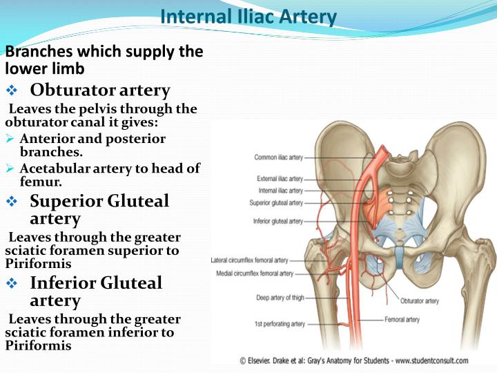 PPT - Dr. Safaa PowerPoint Presentation - ID:2910534