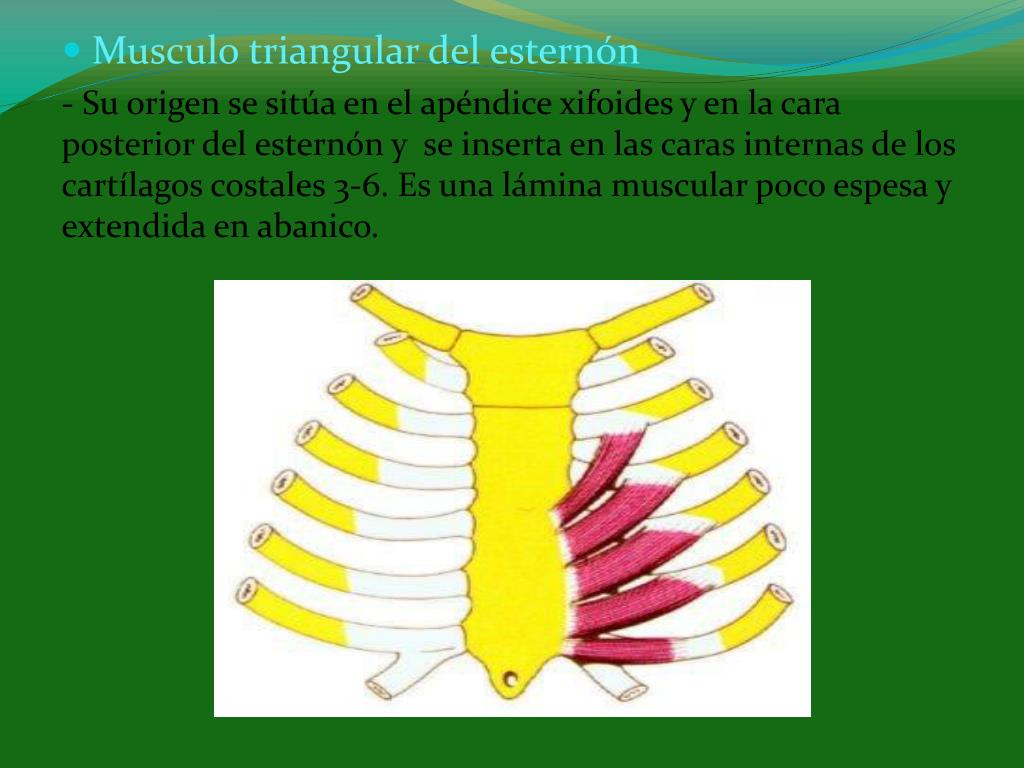 PPT - FACULTAD DE CIENCIAS DE LA SALUD CATEDRA DE KINESIOLOGÍA Y ...