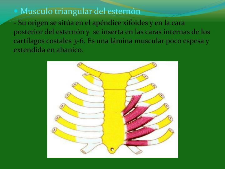 PPT - FACULTAD DE CIENCIAS DE LA SALUD CATEDRA DE KINESIOLOGÍA Y ...