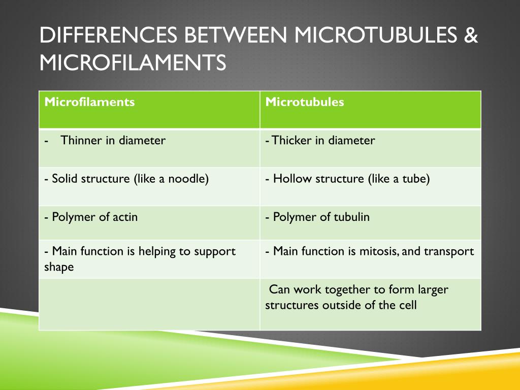 Ppt Mircotubules And Mircofilamets Powerpoint Presentation Free