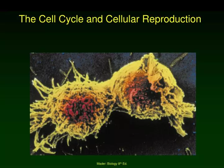 PPT - The Cell Cycle and Cellular Reproduction PowerPoint Presentation ...