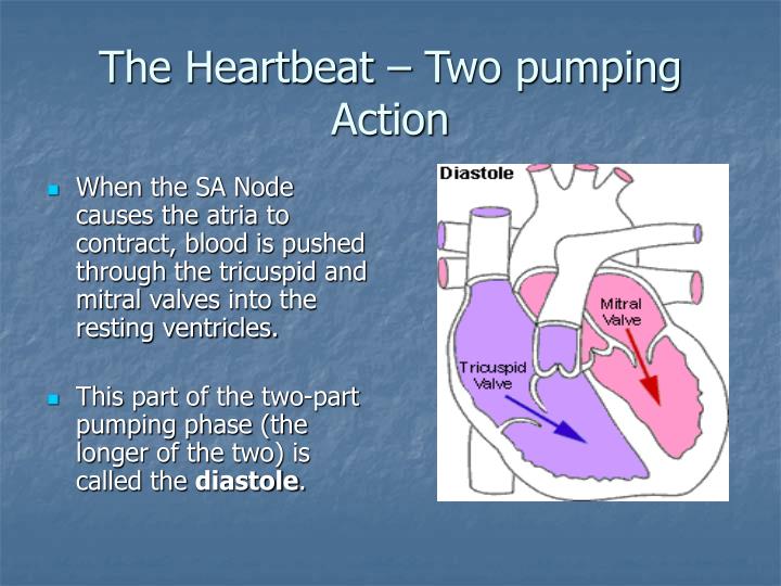 PPT - Structure and Function of the Heart PowerPoint Presentation - ID ...