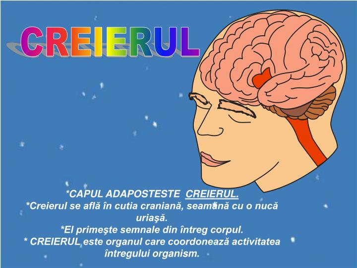 PPT - CORPUL OMENESC - ORGANE INTERNE PowerPoint Presentation - ID:2914730