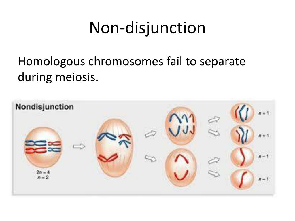 PPT - 4.4 Abnormal Meiosis: Nondisjunction PowerPoint Presentation ...
