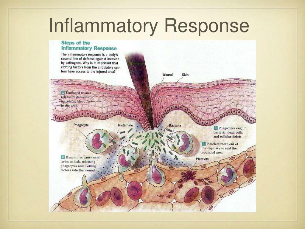 Ppt Immune System Powerpoint Presentation Free Download Id 2916007