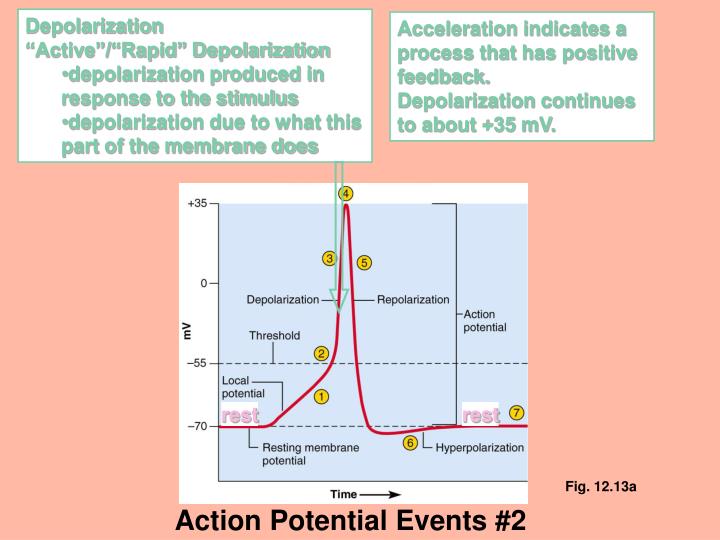 PPT - Local Potential (“Passive” Depolarization) Depolarization to ...