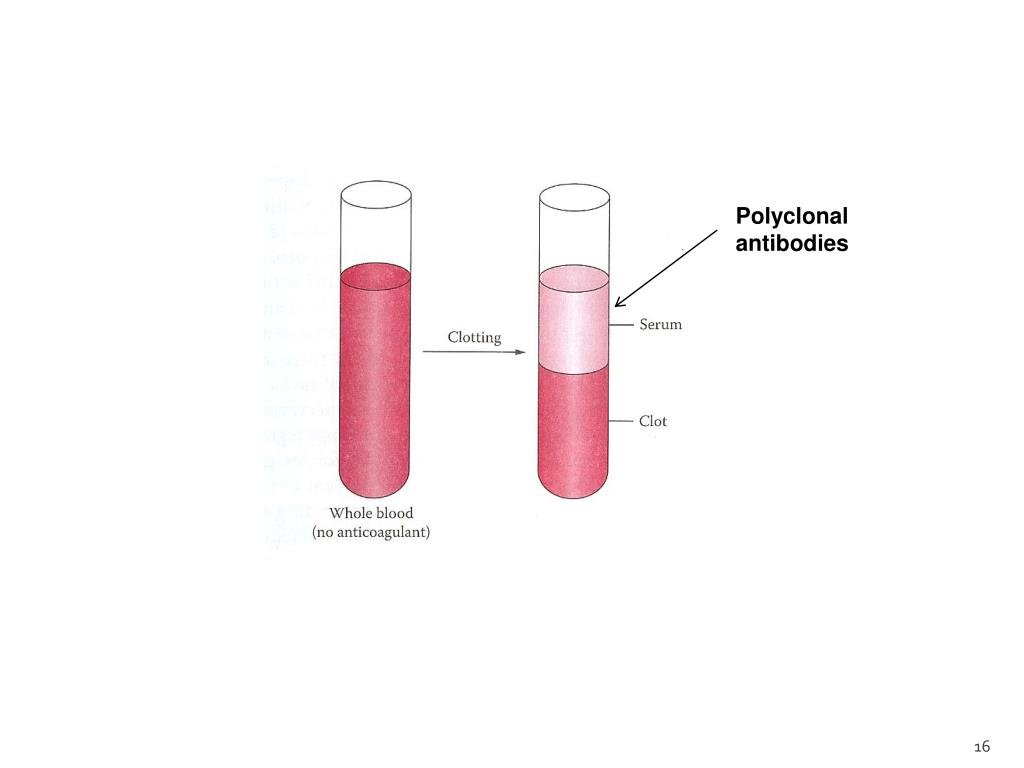 PPT - Forensic Biology by Richard Li PowerPoint Presentation, free ...