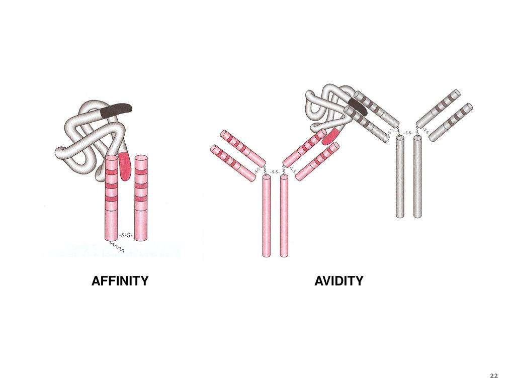 PPT - Forensic Biology by Richard Li PowerPoint Presentation, free ...