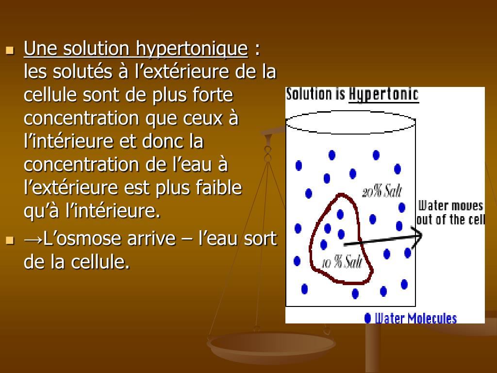PPT - L’homéostasie et la membrane plasmique PowerPoint Presentation ...