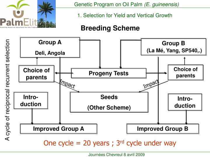 PPT - Oil Palm Breeding PowerPoint Presentation - ID:2918142