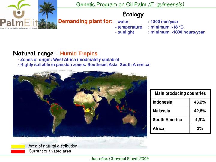 PPT - Oil Palm Breeding PowerPoint Presentation - ID:2918142