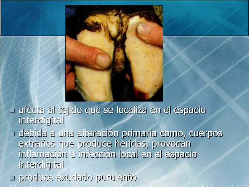 PPT - ALTERACIONES EN PATAS QUE AFECTAN LA REPRODUCCION EN BOVINOS ...