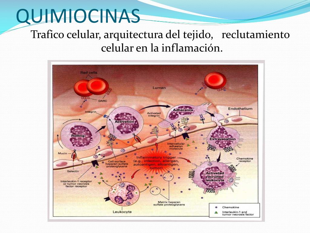 PPT - UNIVERSIDAD NACIONAL AUTONOMA DE MEXICO FACULTAD DE QUIMICA ...