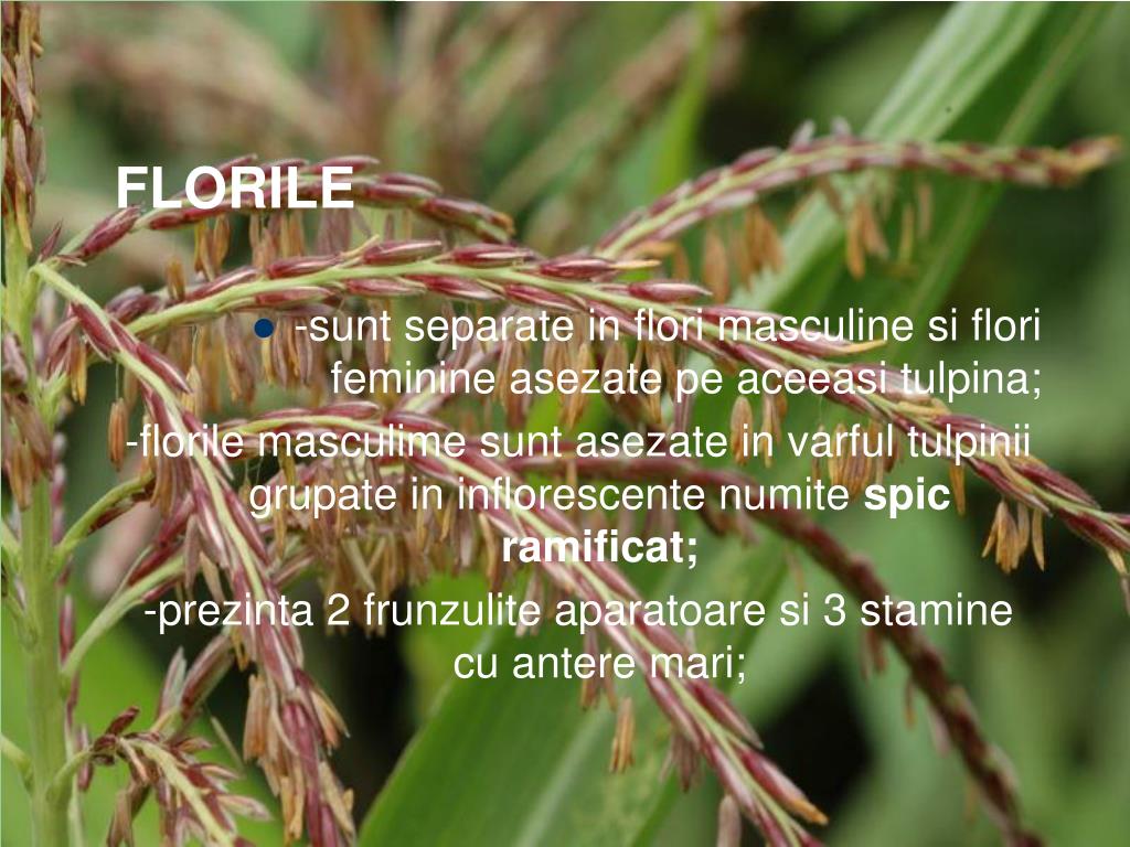PPT - PORUMBUL SI - ALTE PLANTE INRUDITE- PowerPoint Presentation, free ...