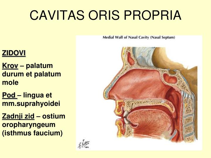 PPT - DIGESTIVNI SISTEM I PowerPoint Presentation - ID:2921211
