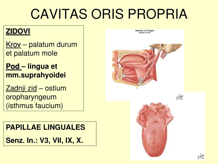 PPT - DIGESTIVNI SISTEM I PowerPoint Presentation - ID:2921211
